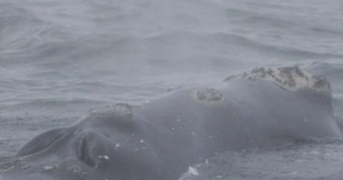 North Atlantic right whales spotted in Cape Cod Bay - CBS Boston