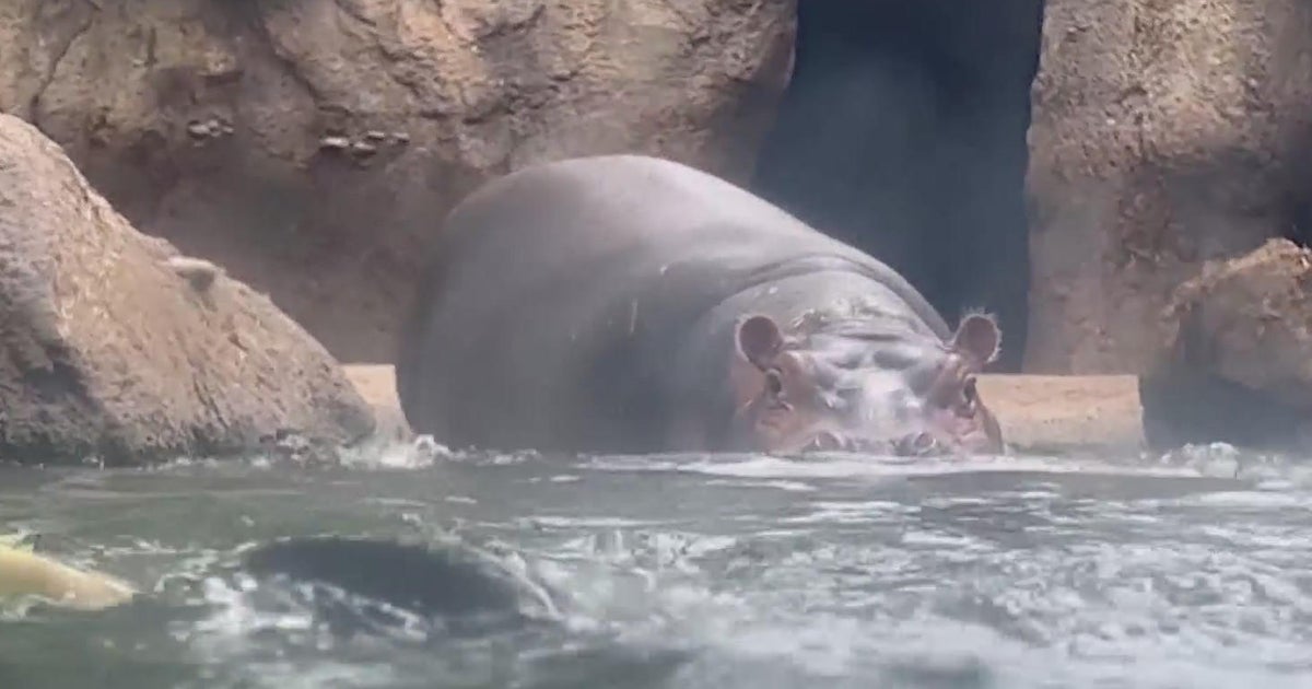 Fiona the hippo at Cincinnati Zoo turns 7-years-old - CBS Chicago
