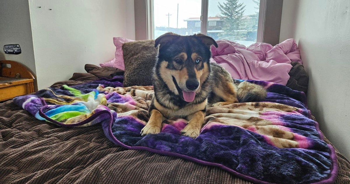 "Scooby" the dog abandoned along I-70 during snowstorm over MLK Day ...