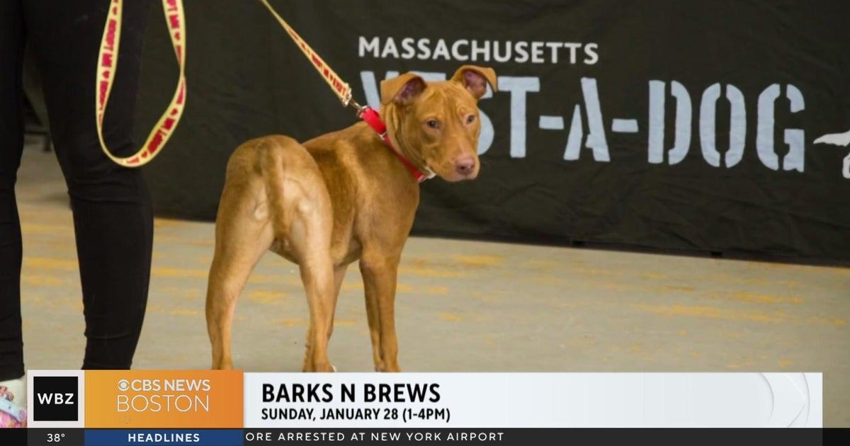 To Do List: Indoor farmers market, Barks n Brews, and 3rd annual ...