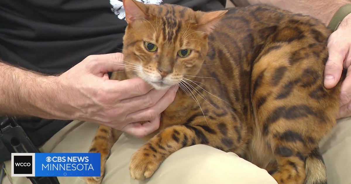 Felines compete at Saintly City Winter Cat Show - CBS Minnesota