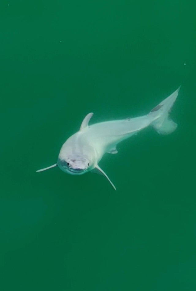 Shark Giving Birth On Beach
