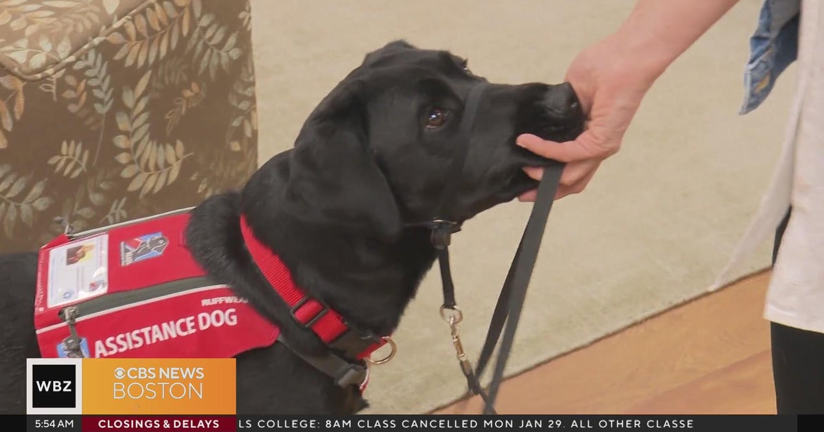 Massachusetts company trains puppies to become service dogs - CBS Boston