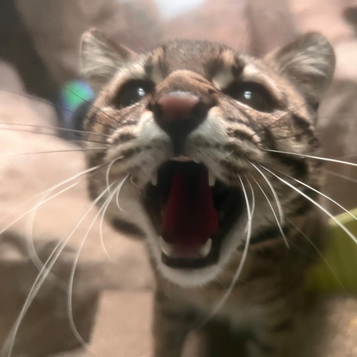 Dia may look like a house cat, but this Geoffroy's cat will make her ...
