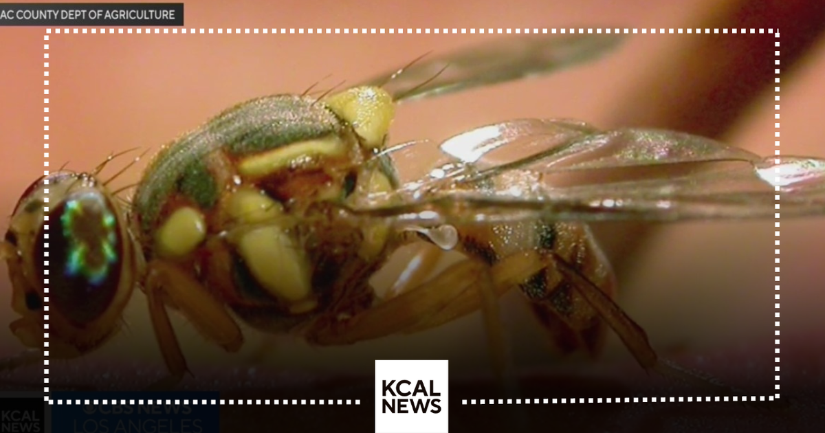 Redlands combatting invasive fruit flies by stripping trees of fruit ...