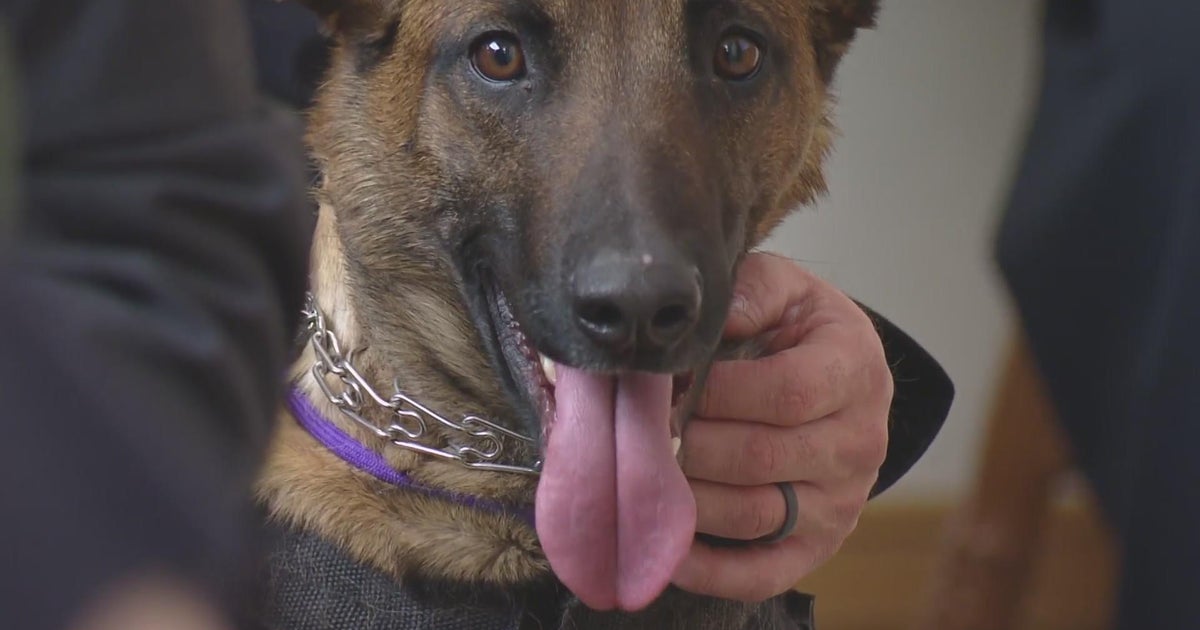 Bill introduced by Colorado lawmakers aims to protect police K9s - CBS Colorado