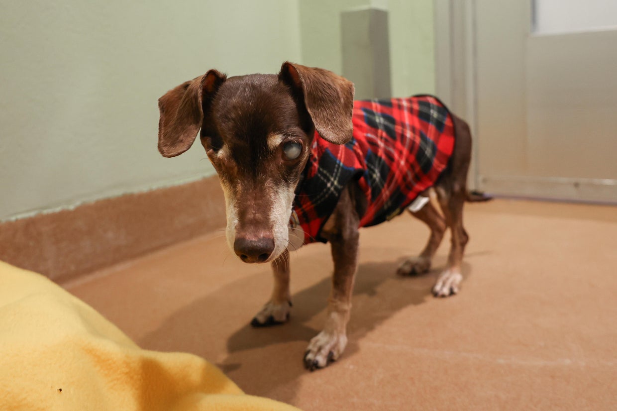 PAWS Chicago Pet of the Week: Randy - CBS Chicago