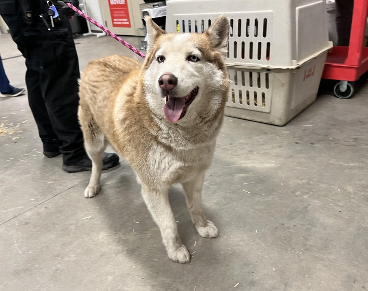 80 dogs removed from unlicensed Colorado sanctuary - CBS Colorado