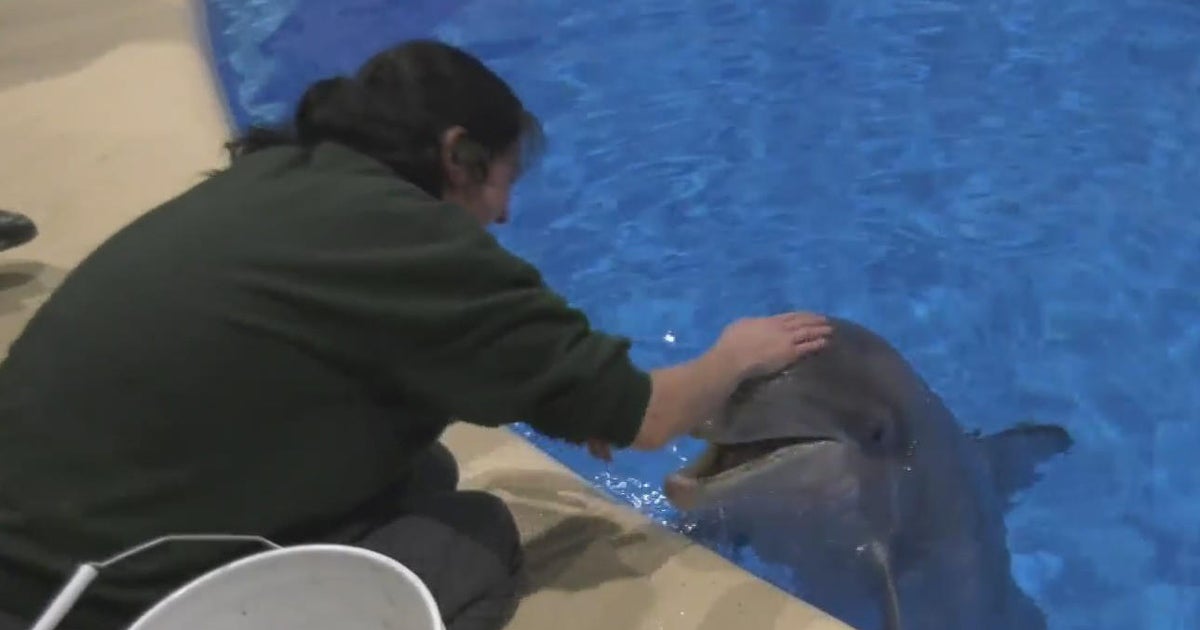 Several bottlenose dolphins return to newly renovated habitat at Brookfield Zoo - CBS Chicago