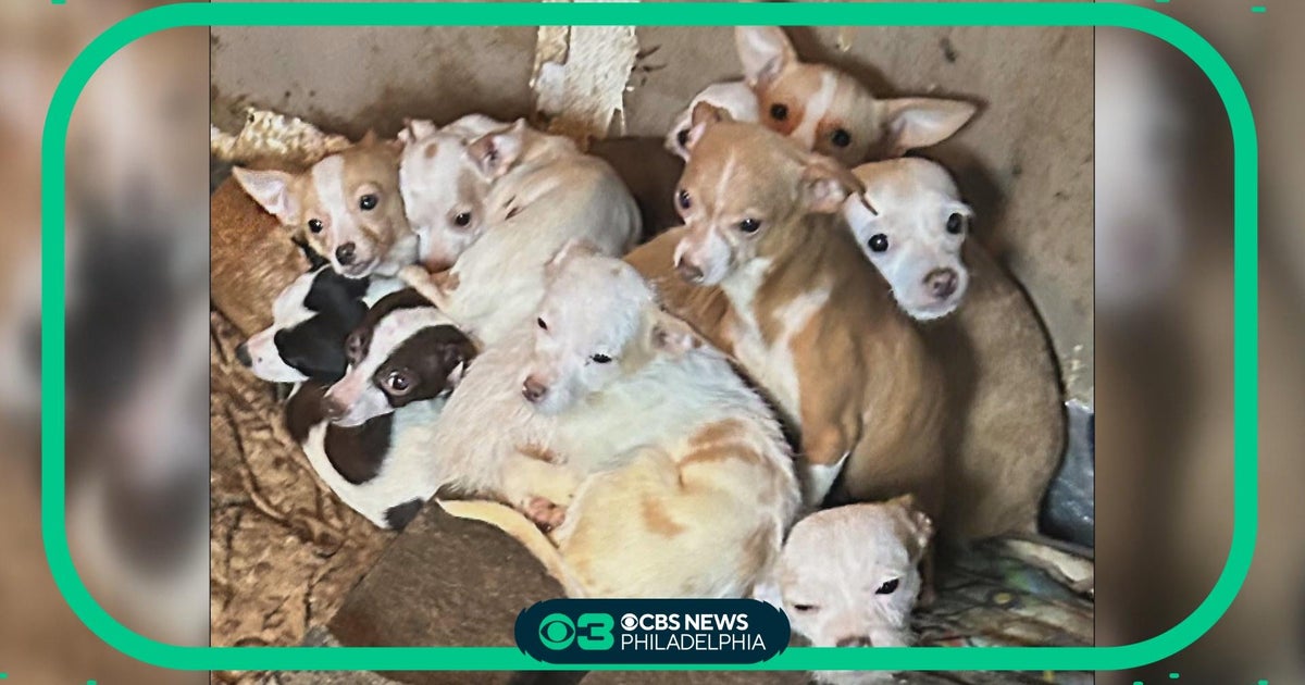 Over 70 dogs and cats rescued from a Felton, Delaware mobile home - CBS ...