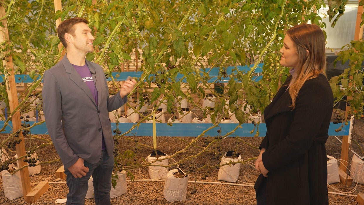 Purple tomatoes? Why a California company is planting seeds of ...