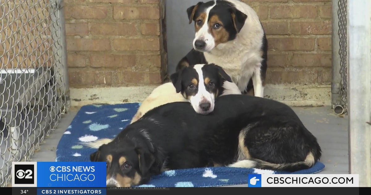 Border Tails Rescue needs public's help after getting 15 dogs from a ...