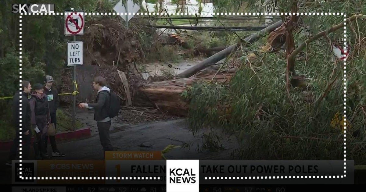 Eucalyptus trees fall onto powerlines in Brentwood - CBS Los Angeles
