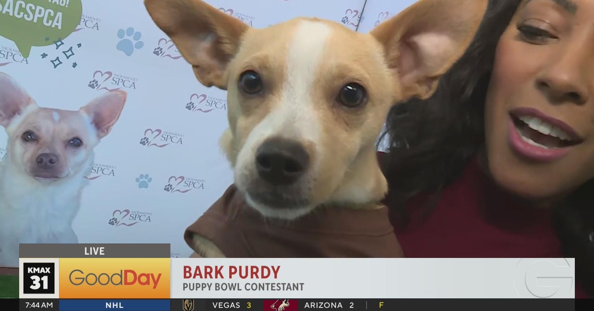 Bark Purdy! - Good Day Sacramento