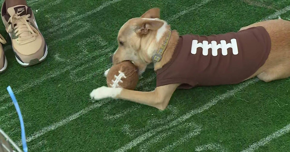 Meet Bark Purdy, a Sacramento dog participating in this year's Puppy ...