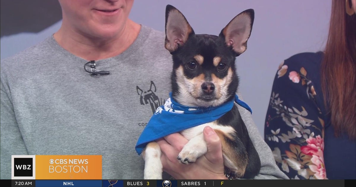 Adoptable pet from Great Dog Rescue New England set to star in annual ...