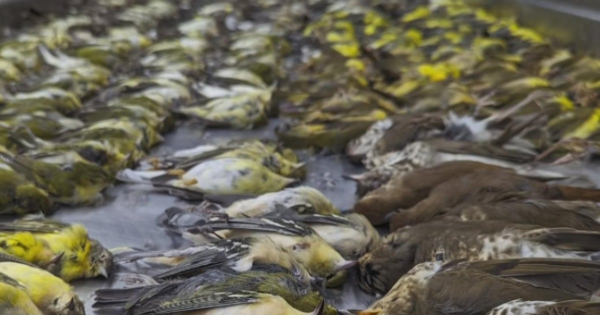 More than 40,000 birds died after hitting Chicago's McCormick Place ...