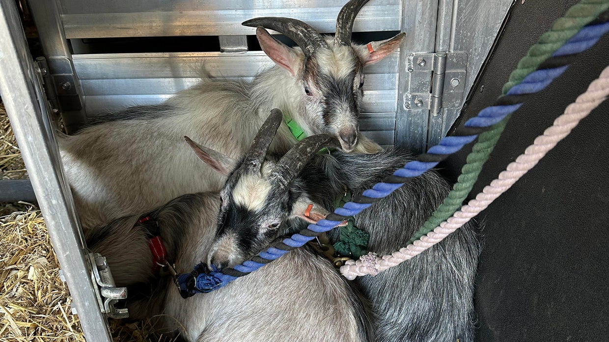 17 goats up for adoption in Massachusetts after rescue from "poor ...