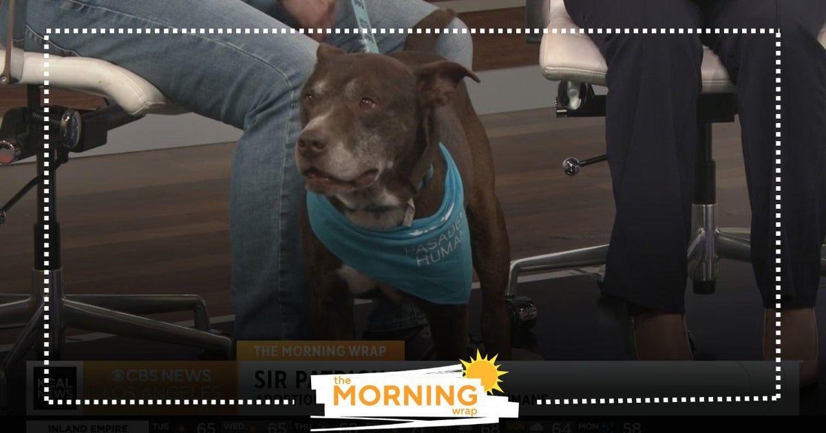 Sir Patrick Stewart, an 8-year-old pit bull labrador mix is looking for ...