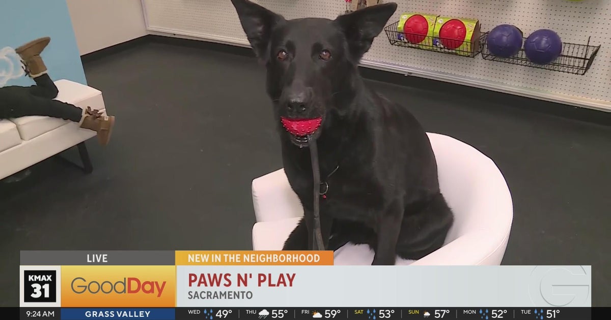 Paws 'N Play - Good Day Sacramento