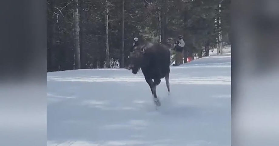 Moose chases man down ski slope in Wyoming - CBS Chicago