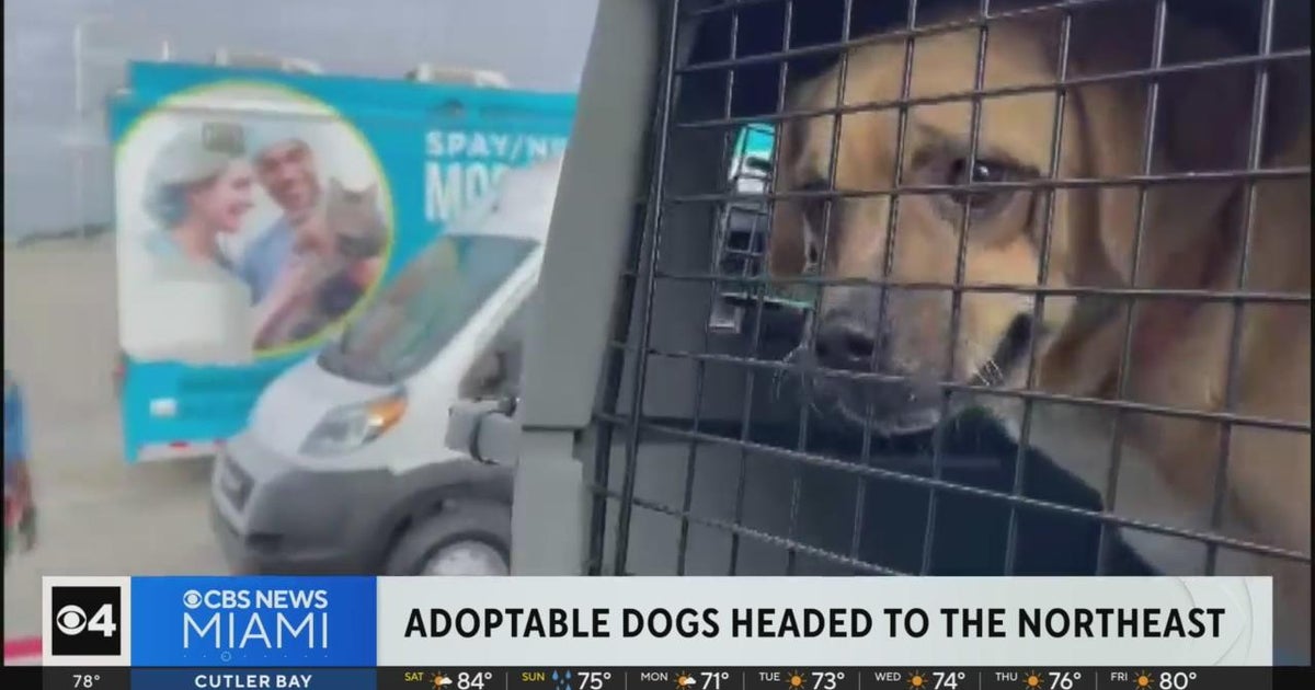 Miami-Dade shelter dogs fly off to forever homes - CBS Miami