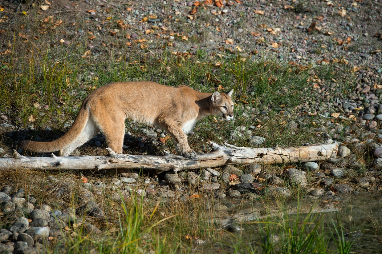 Cougar attacks 5 cyclists in Washington, with one woman hospitalized - CBS News