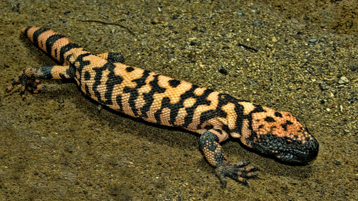 Pet Gila monster bites Colorado man, who dies in what experts call a ...