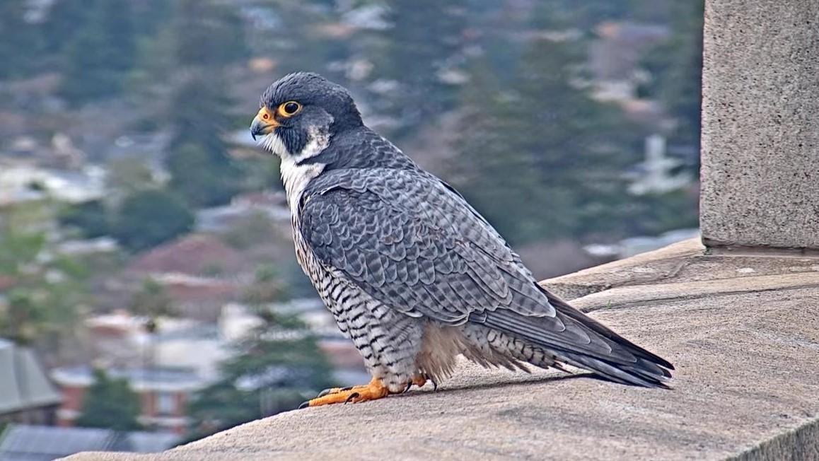 New falcon living atop UC Berkeley's Campanile named "Archie" after ...