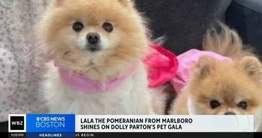 Two Massachusetts dogs featured on Dolly Parton's Pet Gala - CBS Boston