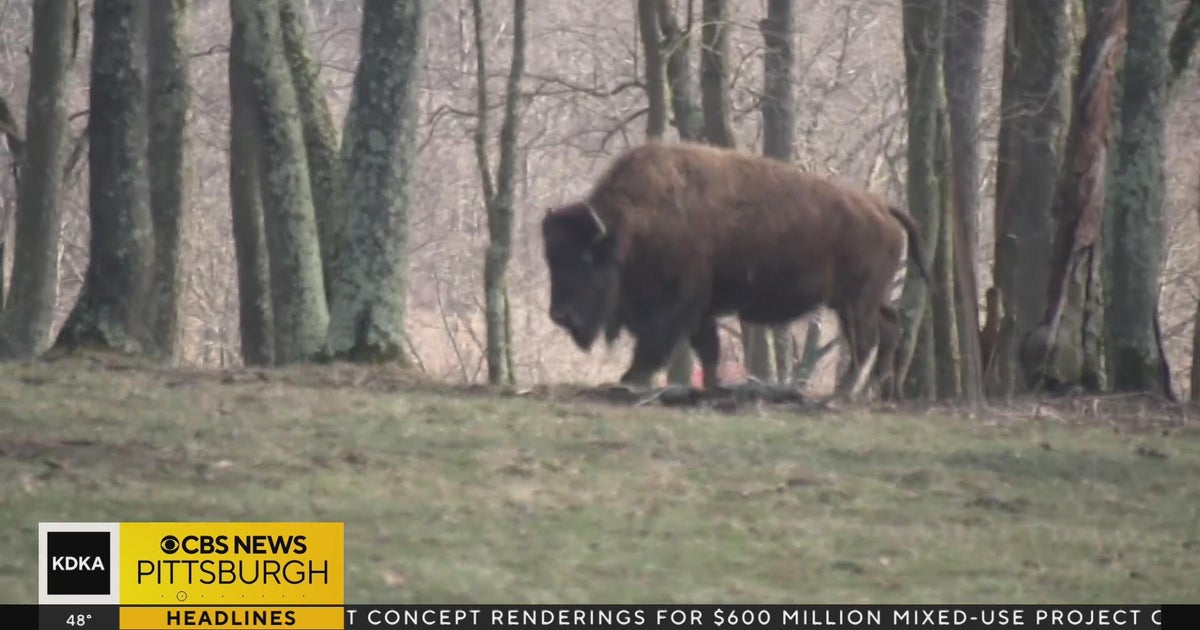 Did you know there's a herd of buffalo in South Park? - CBS Pittsburgh