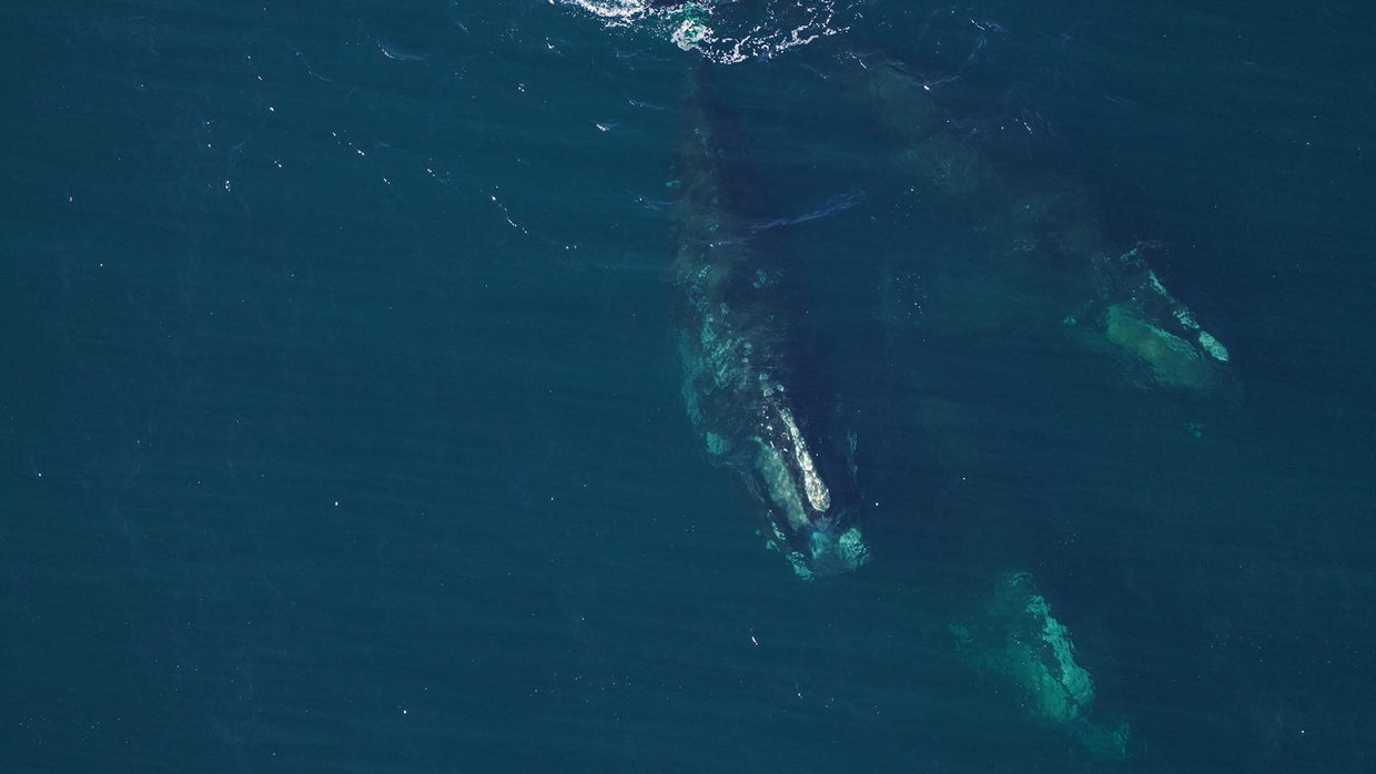 31 critically endangered right whales seen off Massachusetts in ...
