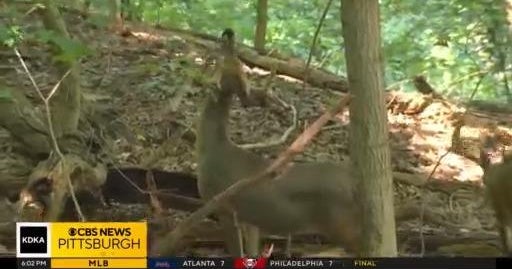 Deer populations in Pittsburgh are overpopulated - CBS Pittsburgh