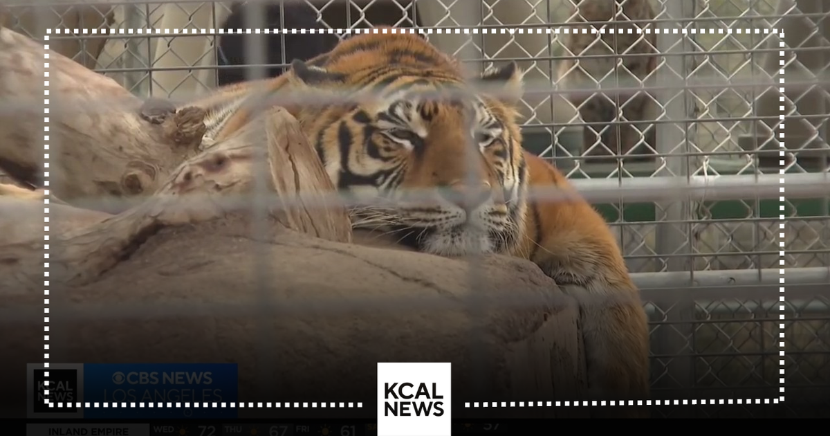 Forever Wild Exotic Animal Sanctuary | Let's Go Places - CBS Los Angeles
