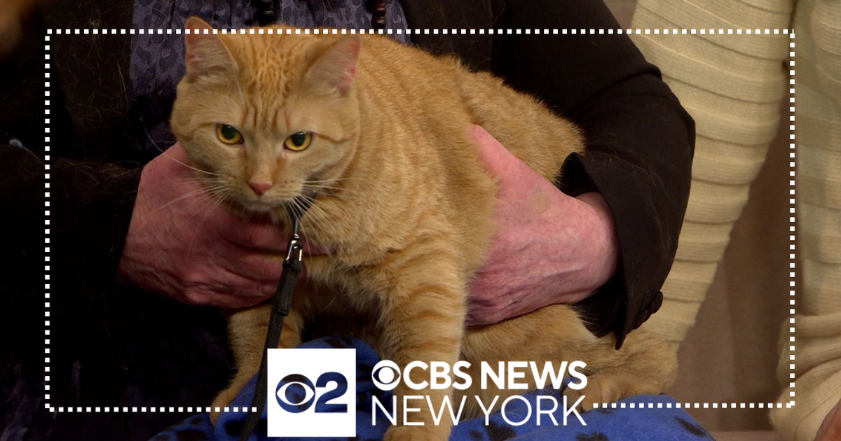 Furry Friend Finder: Janey - CBS New York