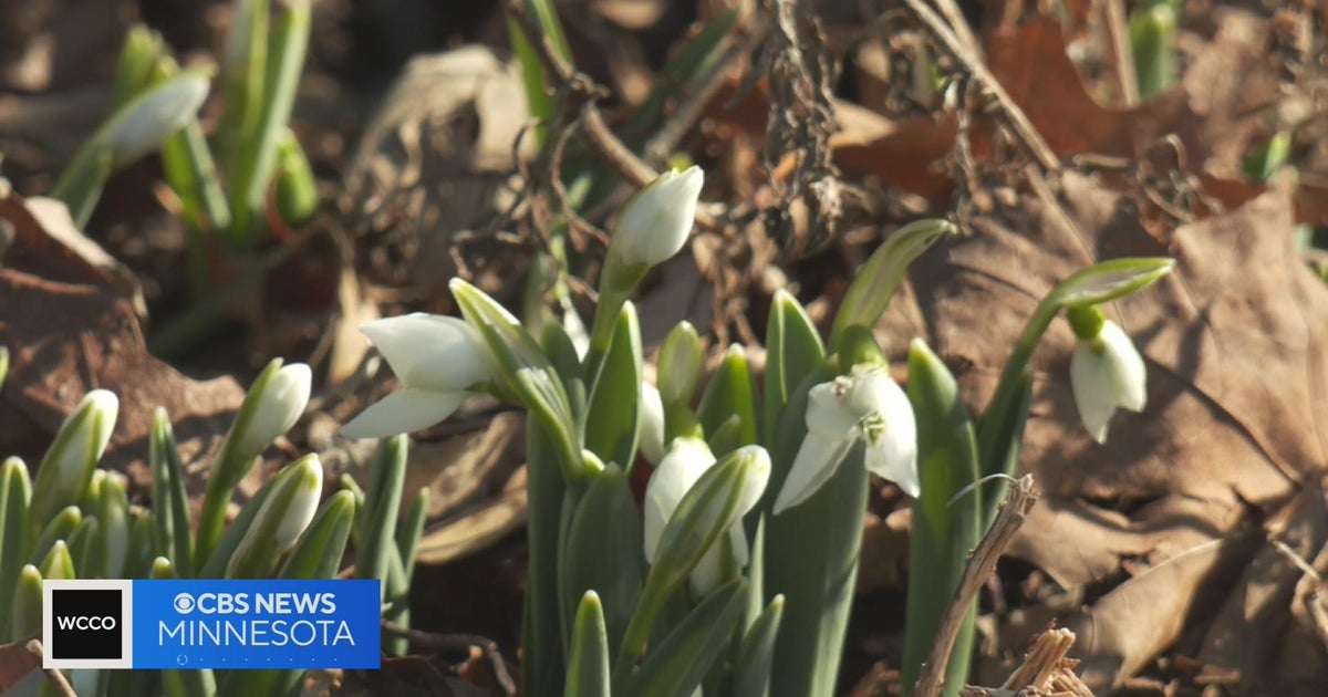First floral sign of spring in Minneapolis arrives ahead of schedule ...