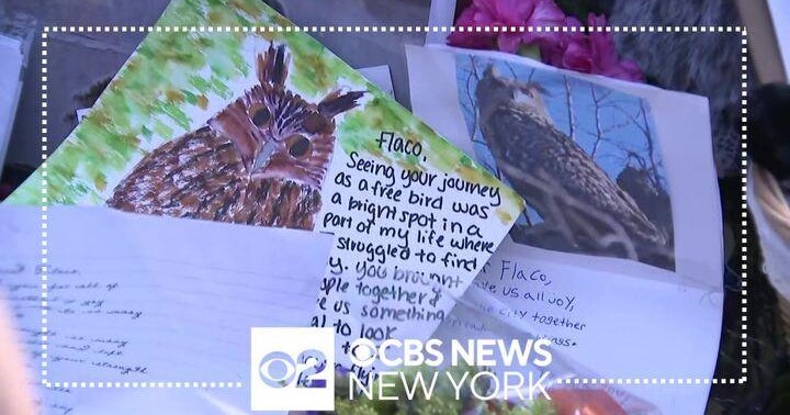 Hundreds turn out on Upper West Side to remember Flaco the owl - CBS ...