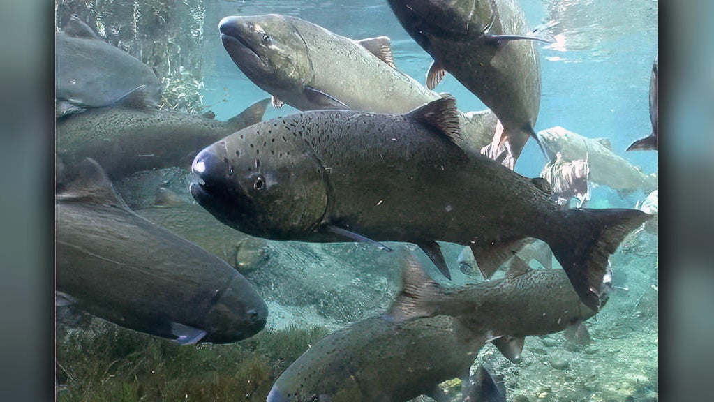 Almost a million young salmon released in Klamath River die from gas ...