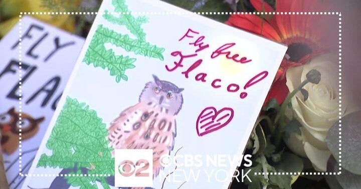 Hundreds flock to Central Park to remember Flaco the owl - CBS New York