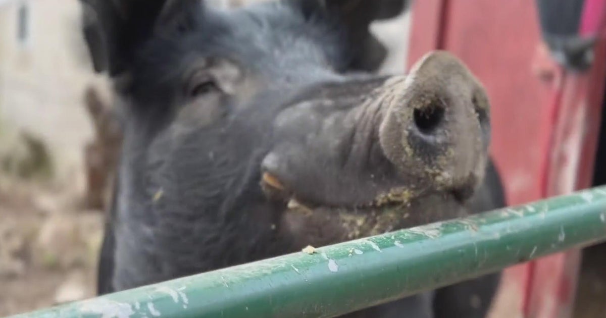 Loose pig named Kevin Bacon befriends neighboring family in Wisconsin ...