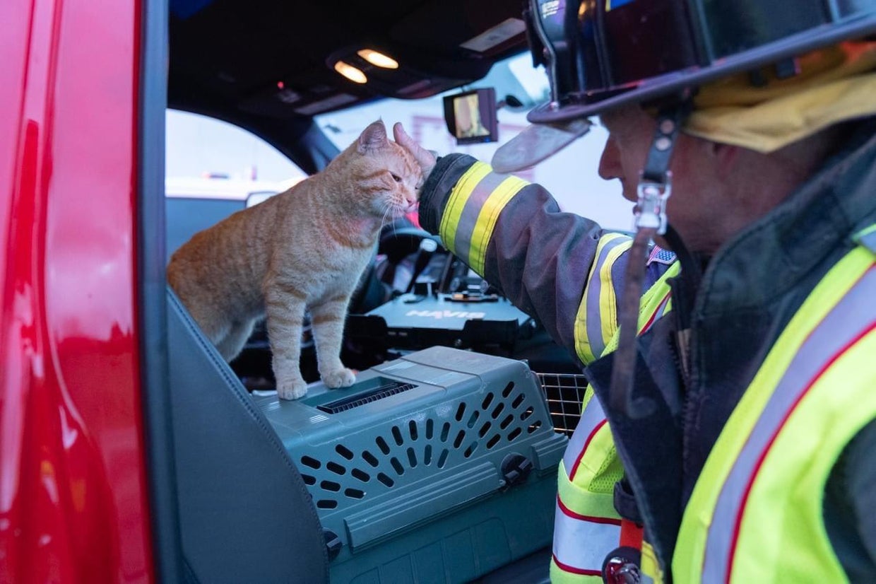 "Hazi" the cat adopted by first responder after helping out at crash ...