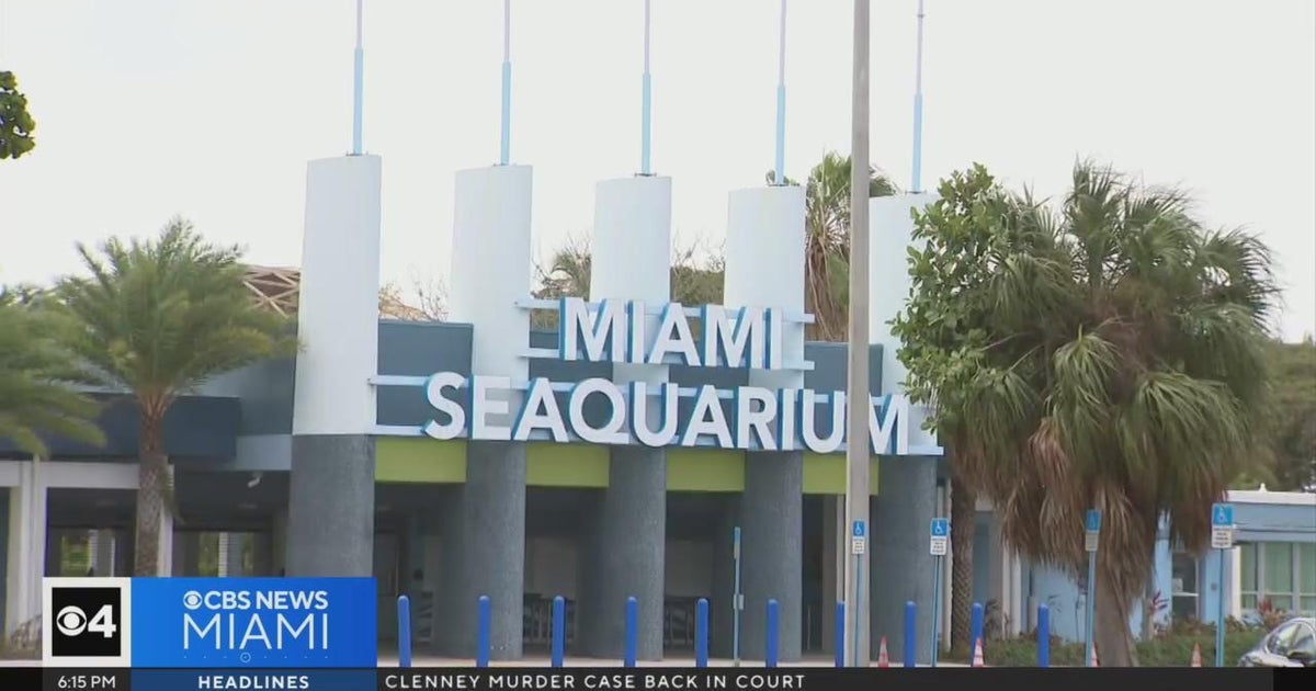 Miami Seaquarium faces eviction -- but what about the animals? - CBS Miami
