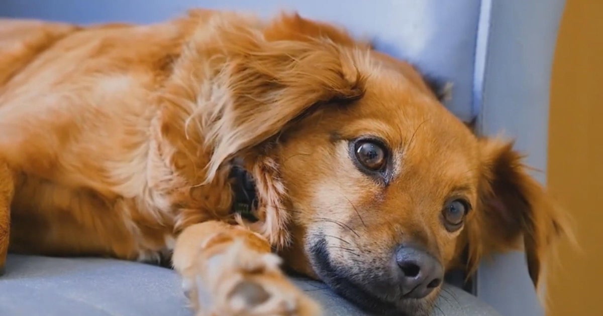 Pet Project: Fostering dogs can help them get adopted, research shows ...