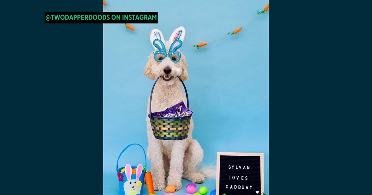 Meet 1-year-old Goldendoodle Sylvan from Bucks County competing in the ...