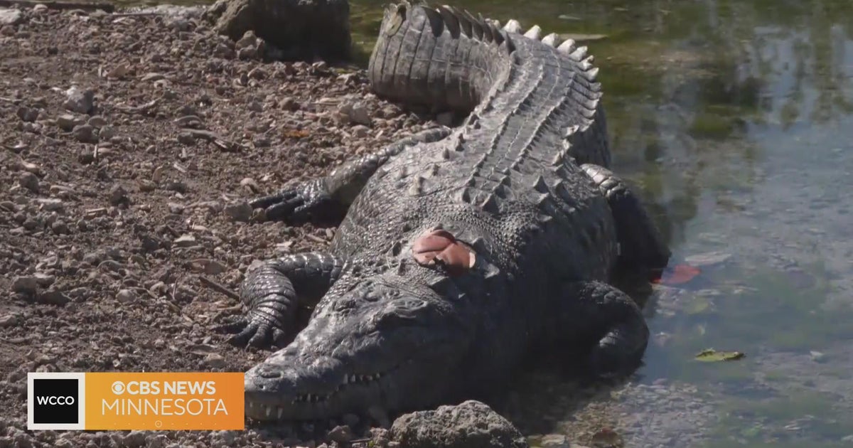 Rare crocodile attacks man in Florida’s Everglades - CBS Minnesota
