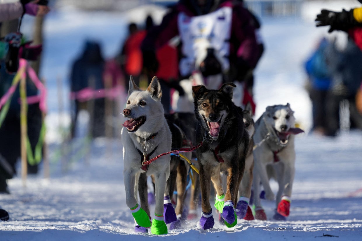 Musher penalized after killing moose still wins record 6th Iditarod ...