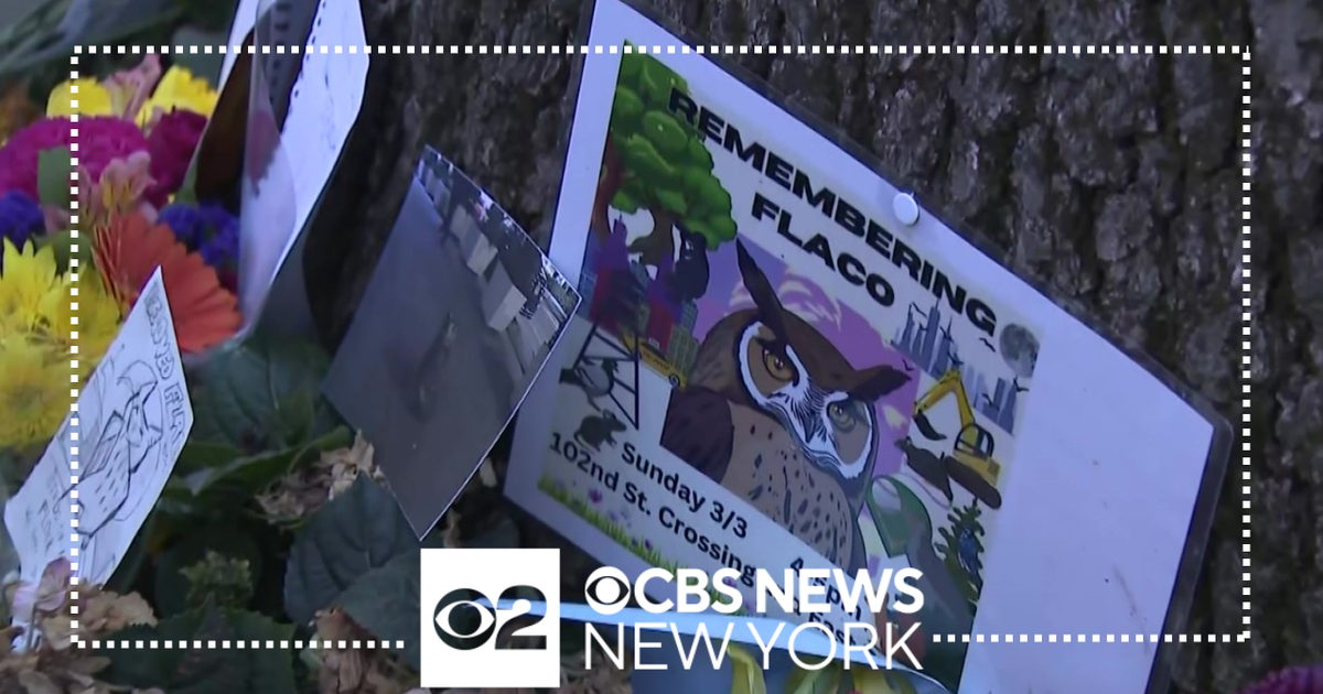 Central Park's Wollman Rink pays tribute to Flaco the owl with ice show ...