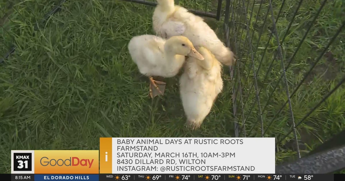 Baby animals at Rustic Roots Farmstand! - Good Day Sacramento