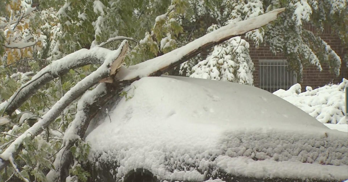 Heavy, wet snow can pose a danger to tree limbs - CBS Colorado