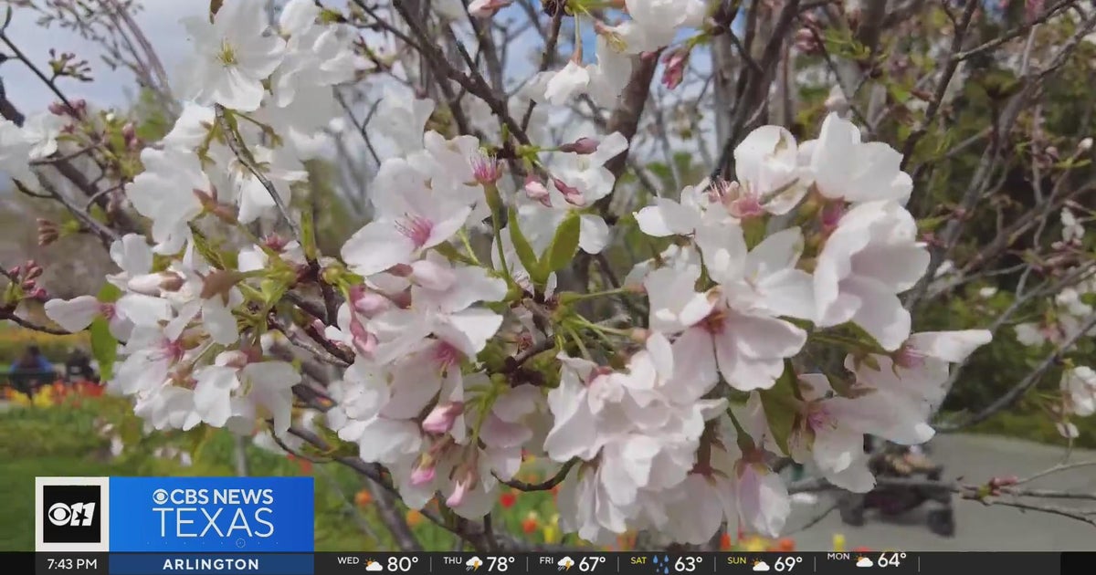 The cherry blossom trees are showing off at the Dallas Arboretum - CBS ...